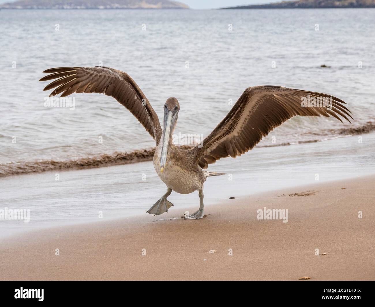 Juvenile brown pelican (Pelecanus occidentalis), in Buccaneer Cove ...