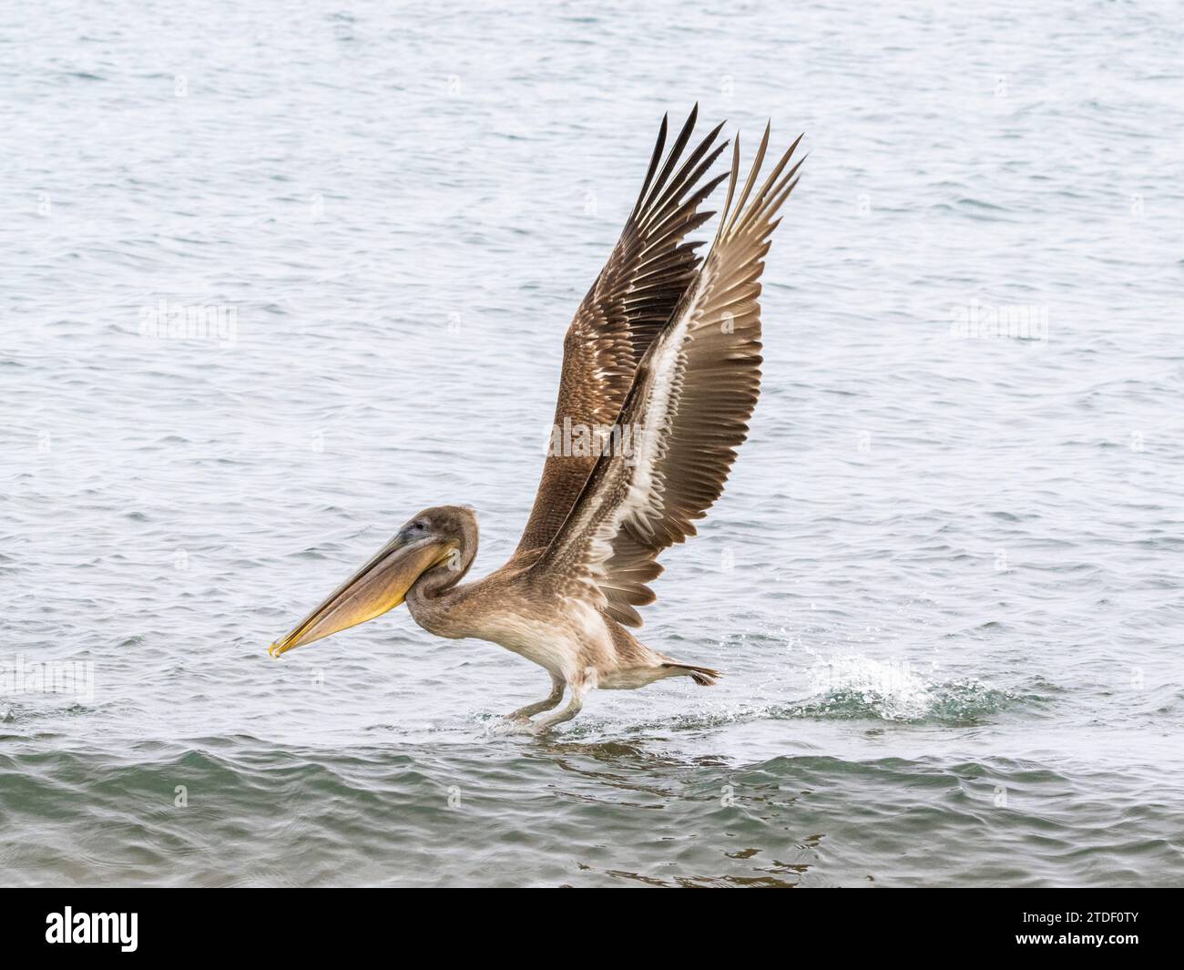Juvenile brown pelican (Pelecanus occidentalis), in Buccaneer Cove ...