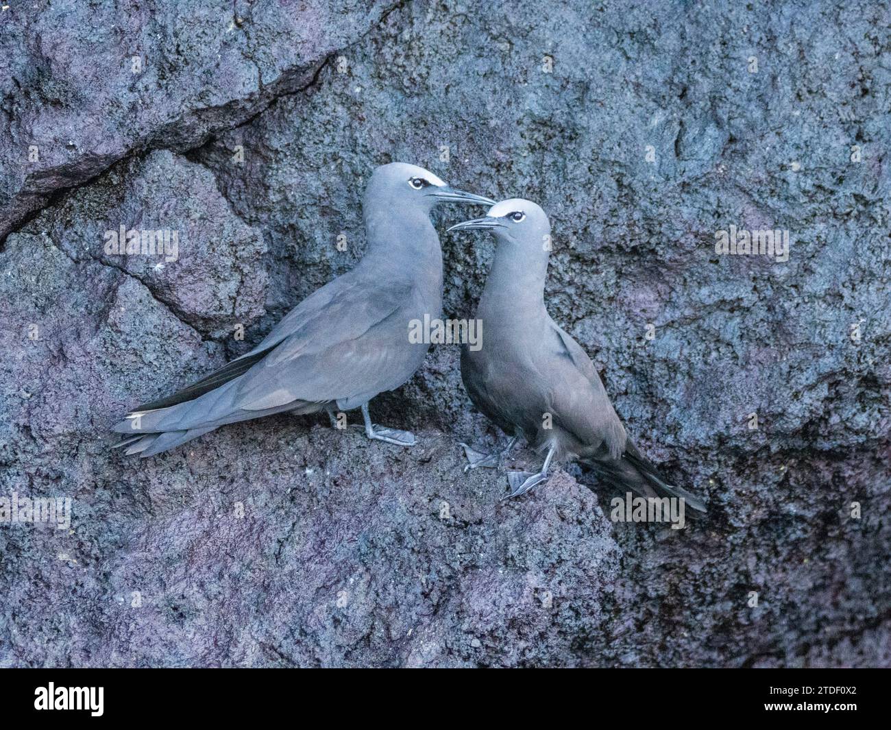 Adult brown noddies hi-res stock photography and images - Alamy