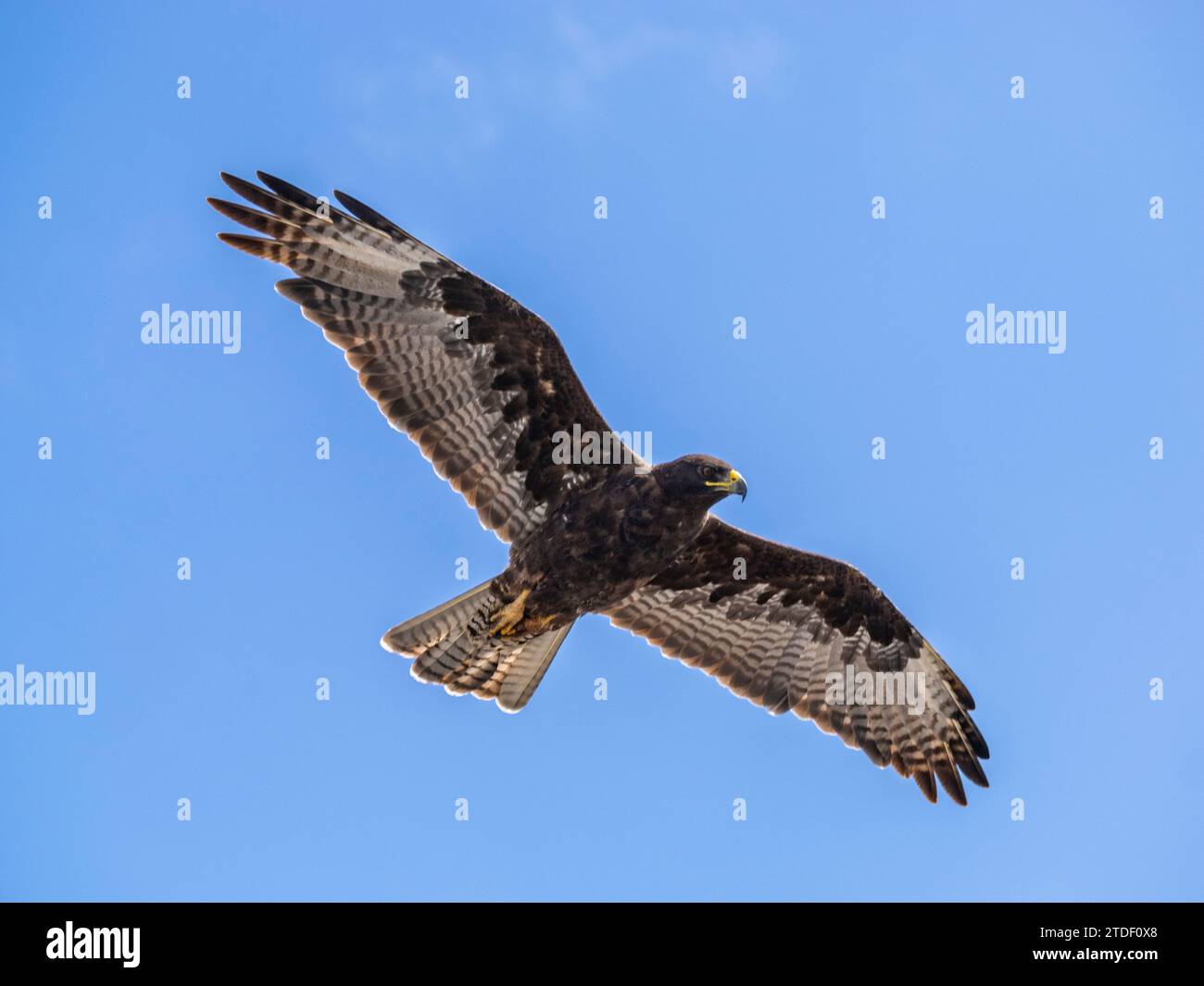 Adult Galapagos hawk (Buteo galapagoensis), on Fernandina Island ...