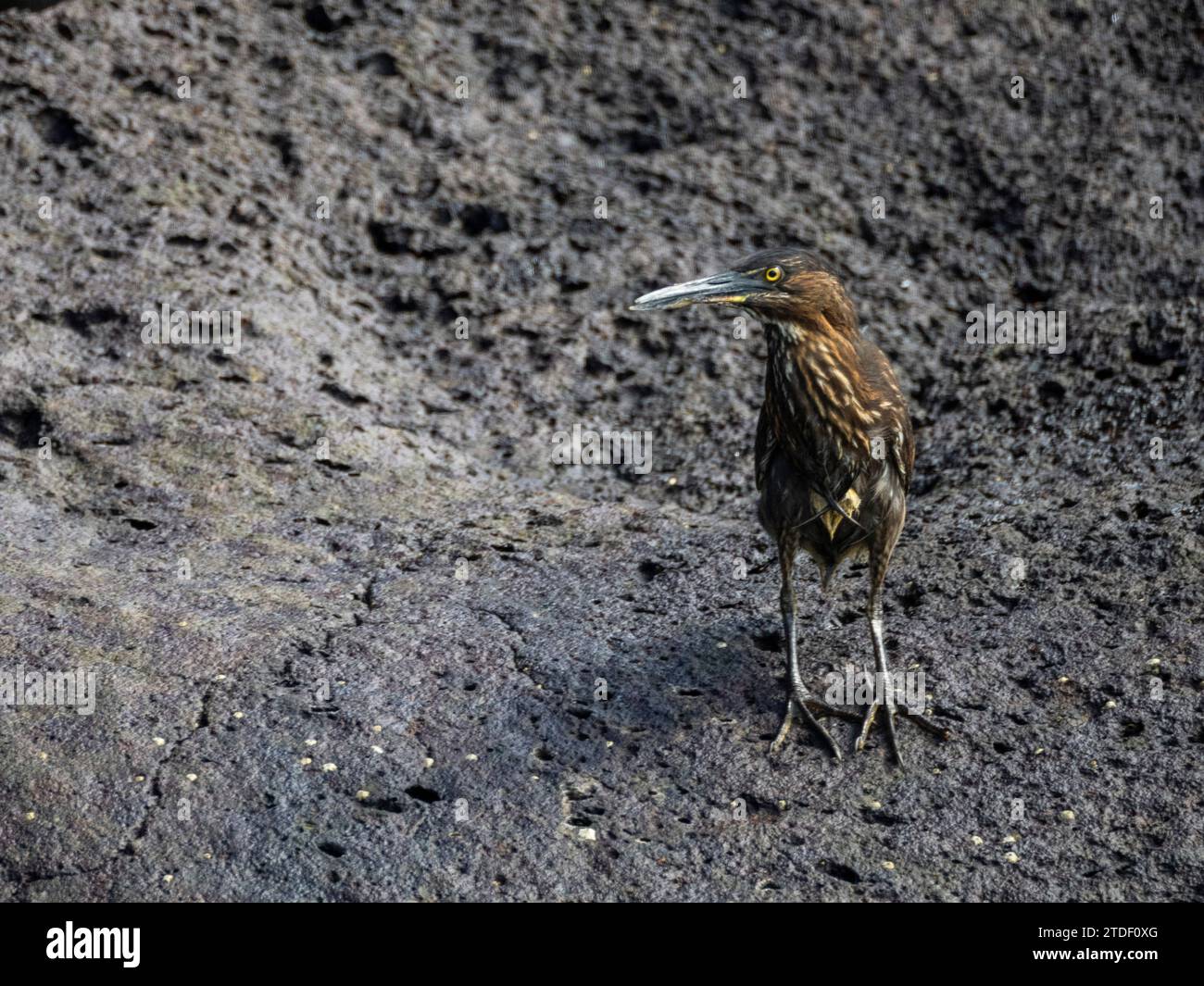 An adult Striated Heron (Butorides striata), on a rock in Buccaneer ...