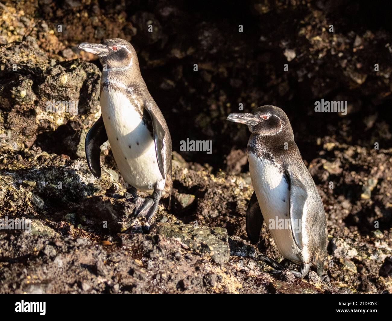 A pair of adult Galapagos penguins (Spheniscus mendiculus), on the ...