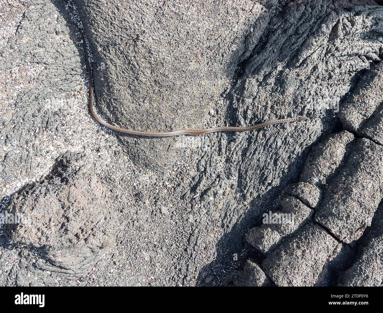 An adult Galapagos racer (Pseudalsophis biserialis) on pahoehoe lava on ...