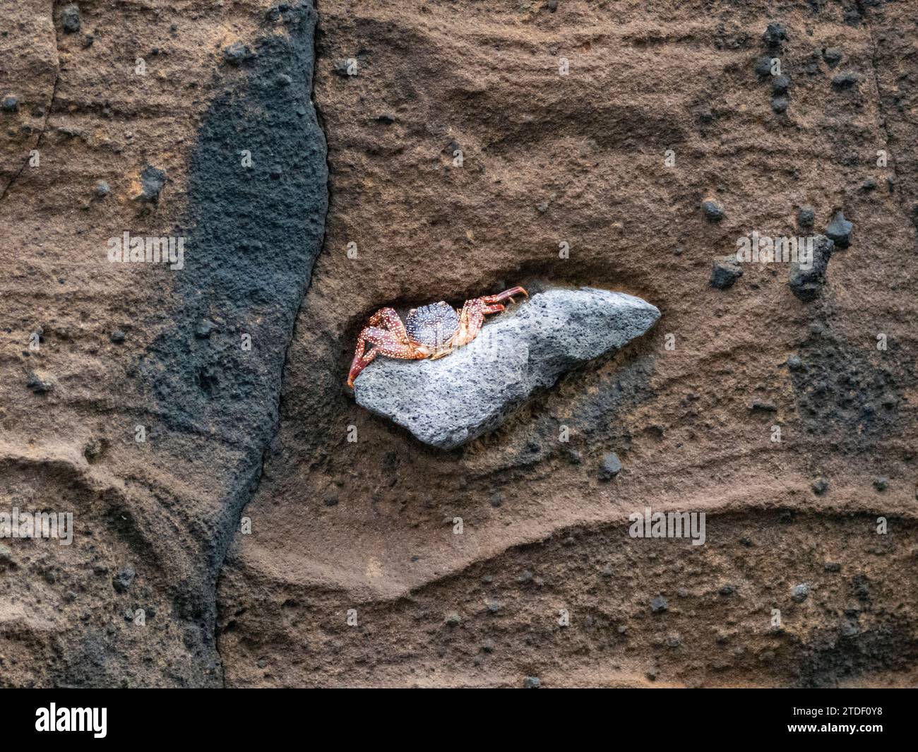 A sally lightfoot molt on a pyroclastic bomb in the eruption tuff on ...