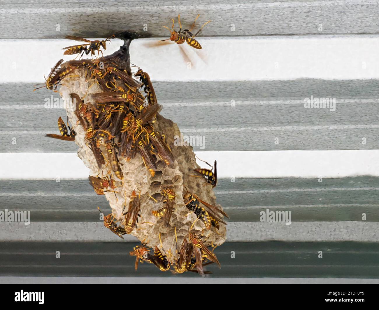 Growing up with animals hi-res stock photography and images - Alamy