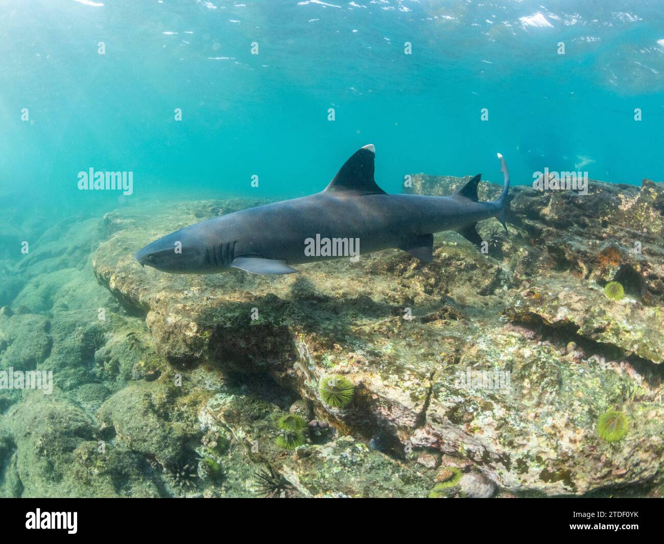 Adult whitetip reef shark (Triaenodon obesus) swimming in Puerto Egas ...