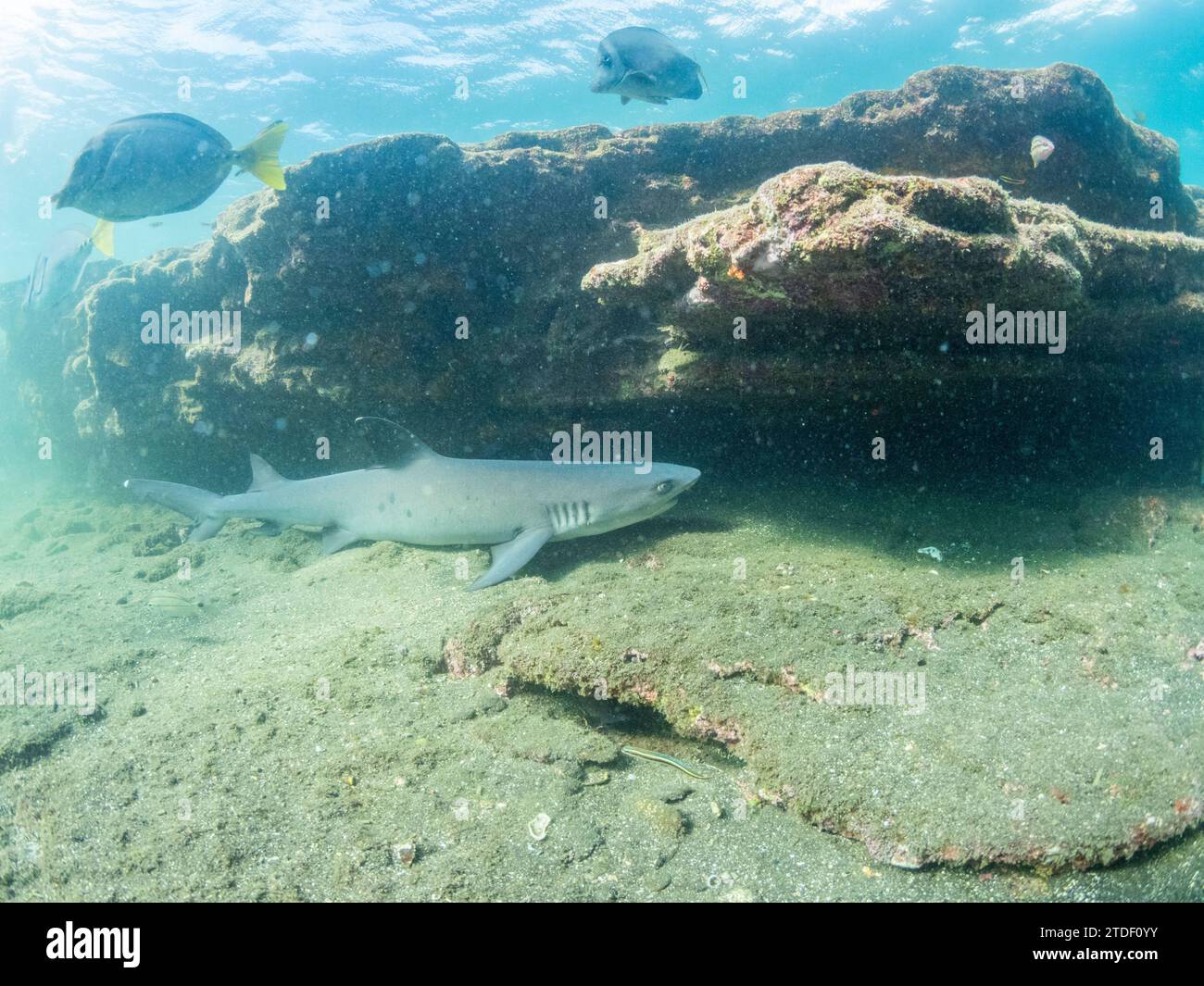 Fish ledge hi-res stock photography and images - Alamy