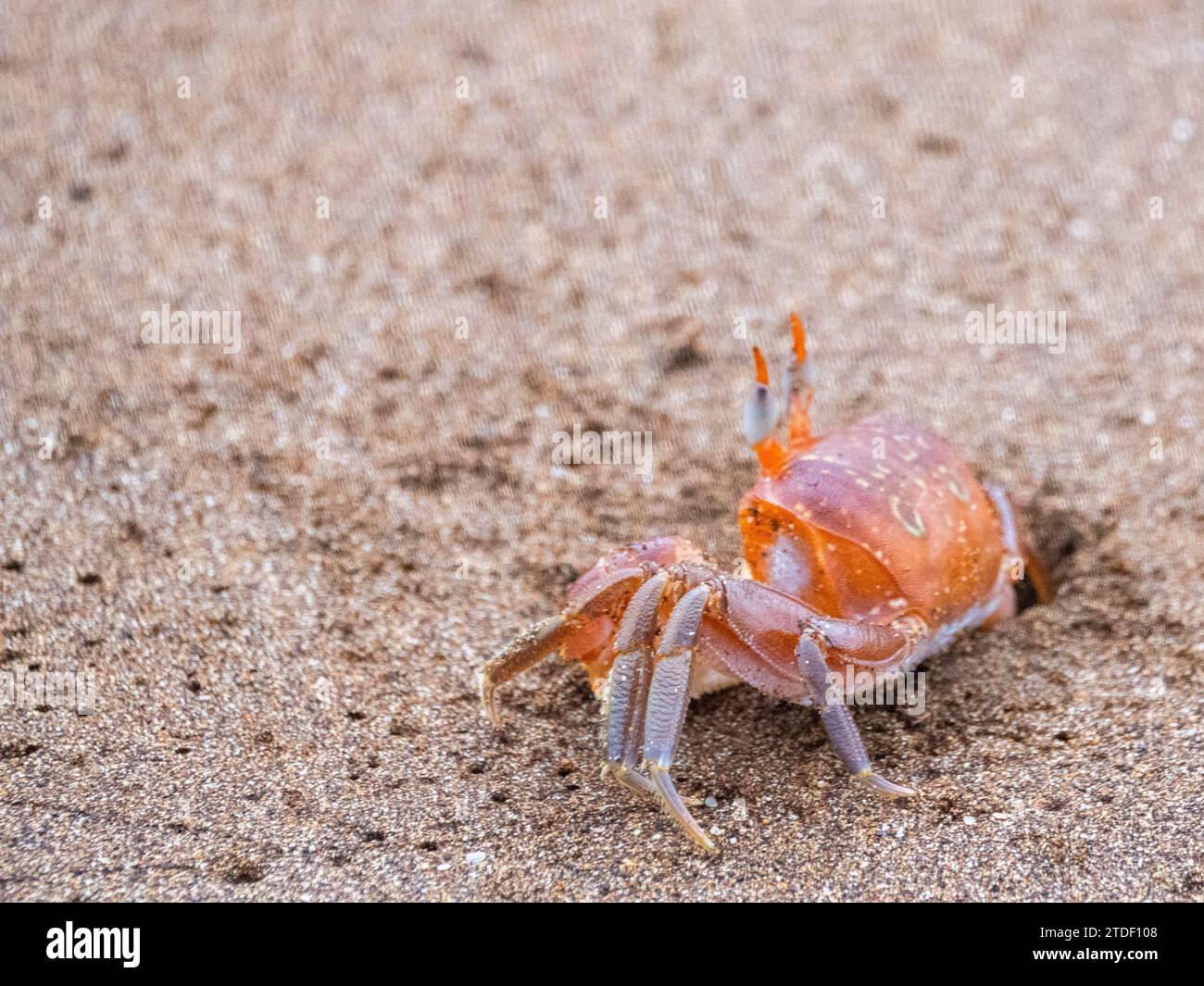 An adult painted ghost crab (Ocypode guadichaudii), Buccaneer Cove ...