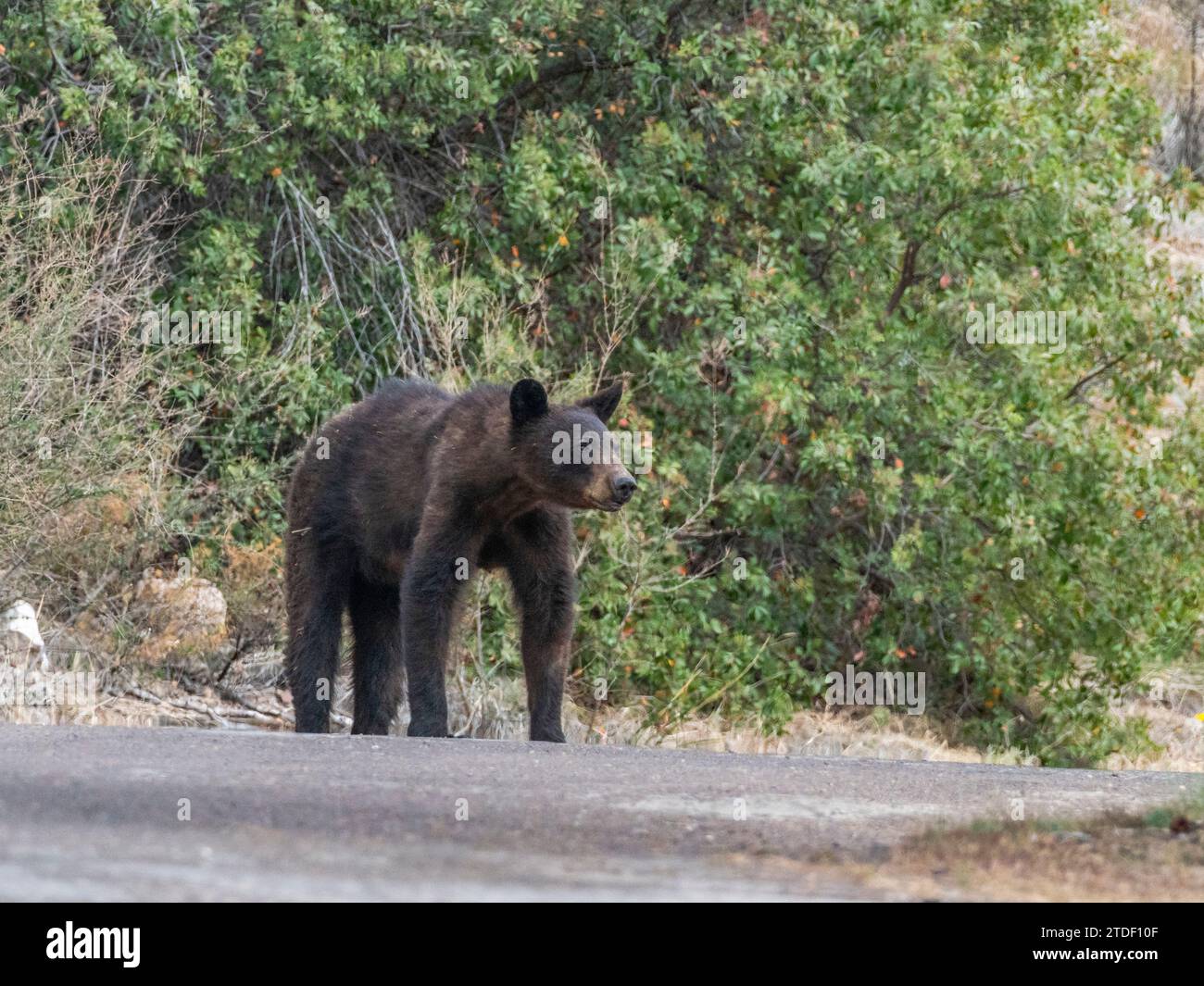 An adult female American black bear (Ursus americanus), Big Bend ...
