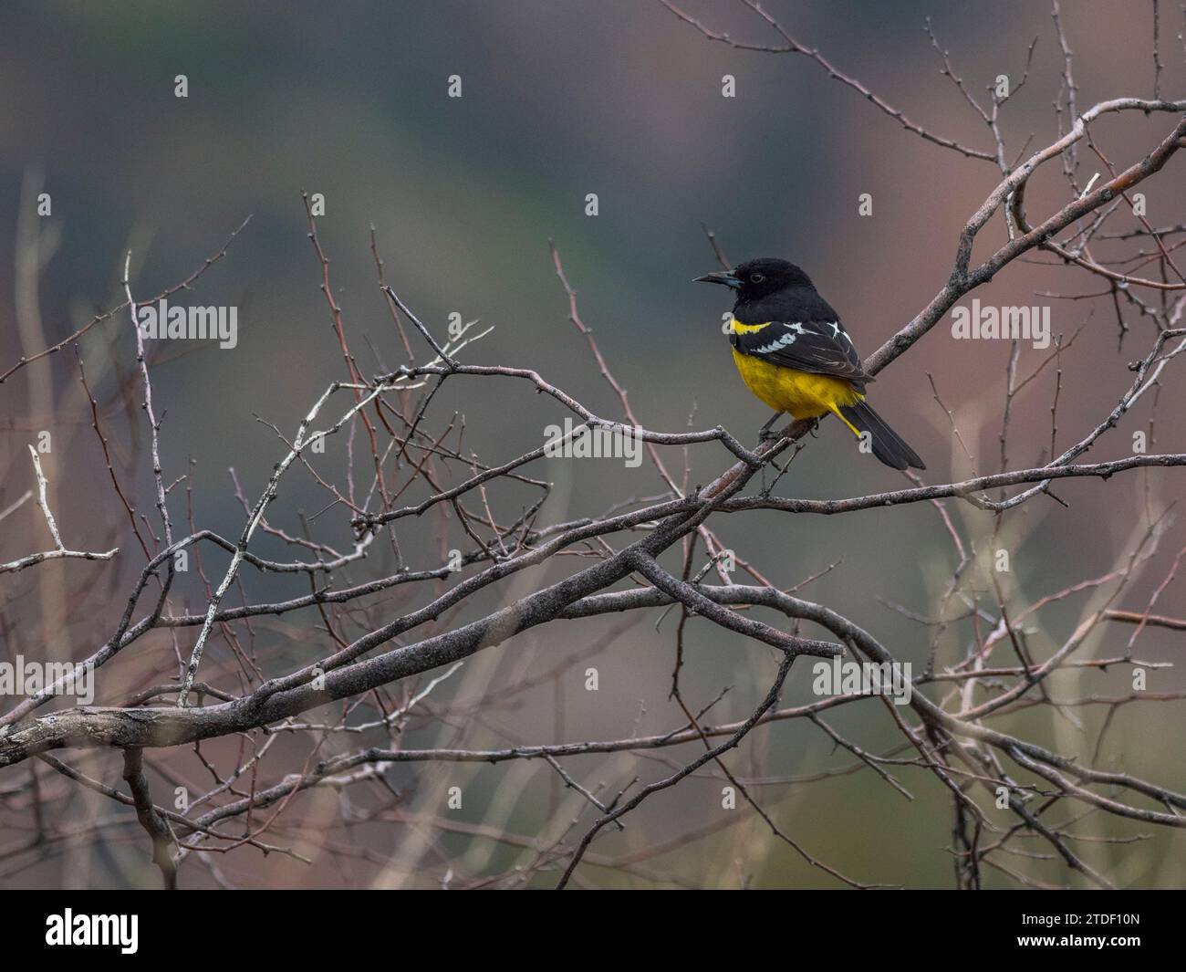 An adult Scotts oriole (Icterus parisorum), Big Bend National Park ...