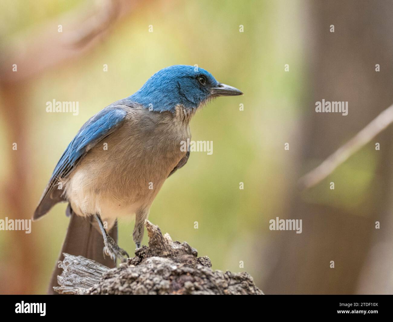 An adult Mexican jay (Aphelocoma wollweberi), Big Bend National Park ...