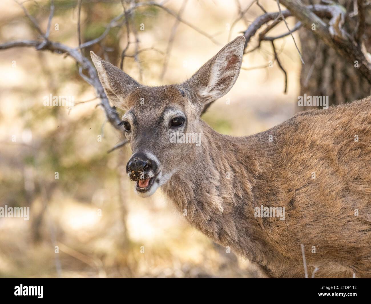 Odocoileus virginianus hi-res stock photography and images - Alamy