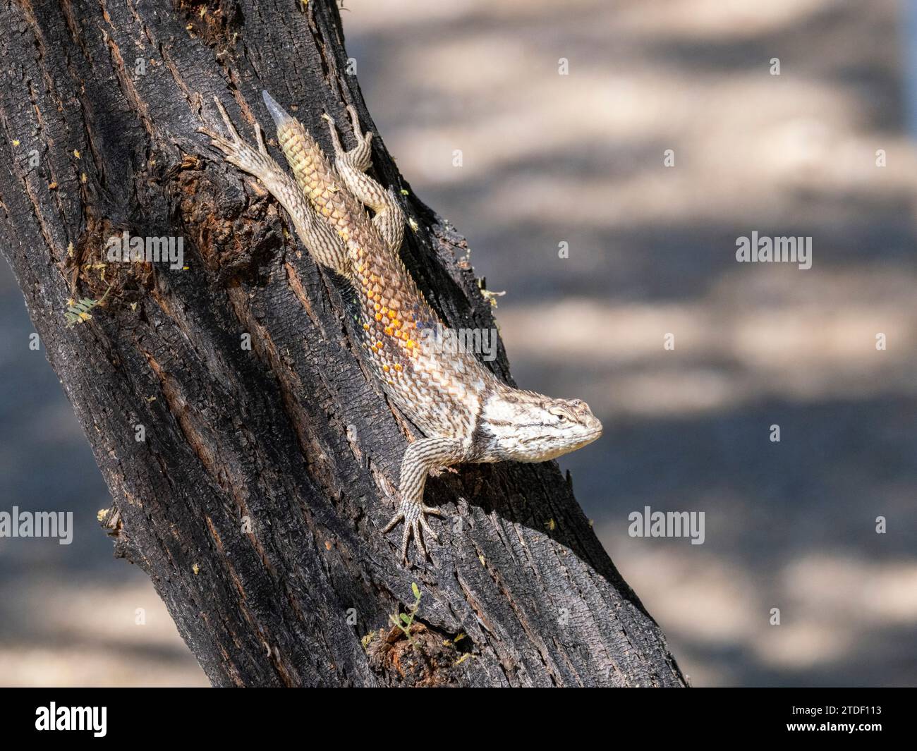 An adult desert spiny lizard (Sceloporus magister), Brandi Fenton Park ...