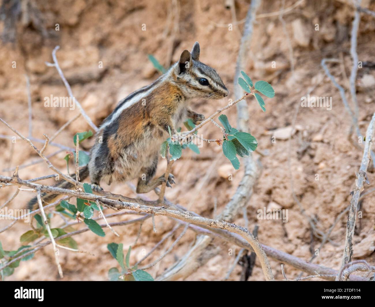 Uinta chipmunk utah hi-res stock photography and images - Alamy