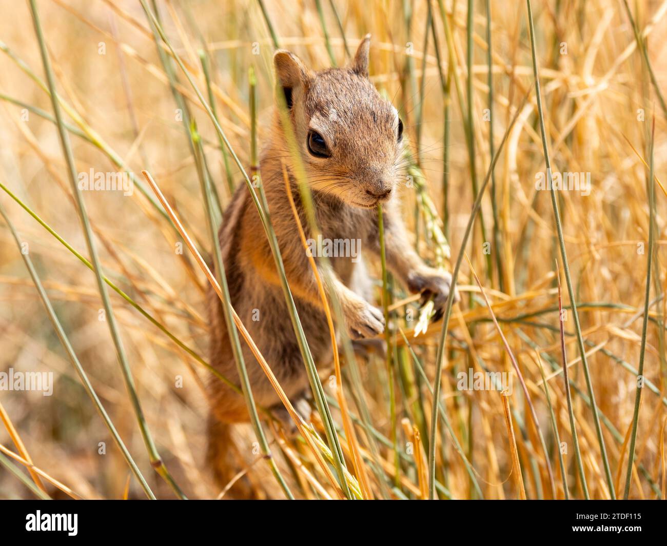 An adult golden-mantled ground squirrel (Callospermophilus lateralis ...
