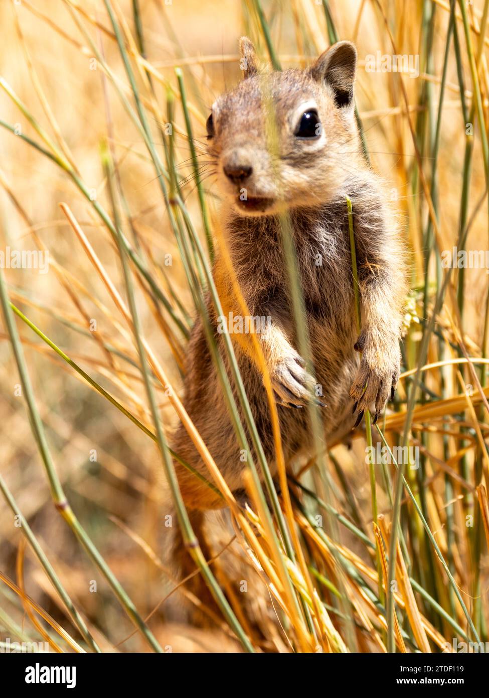 An adult golden-mantled ground squirrel (Callospermophilus lateralis ...