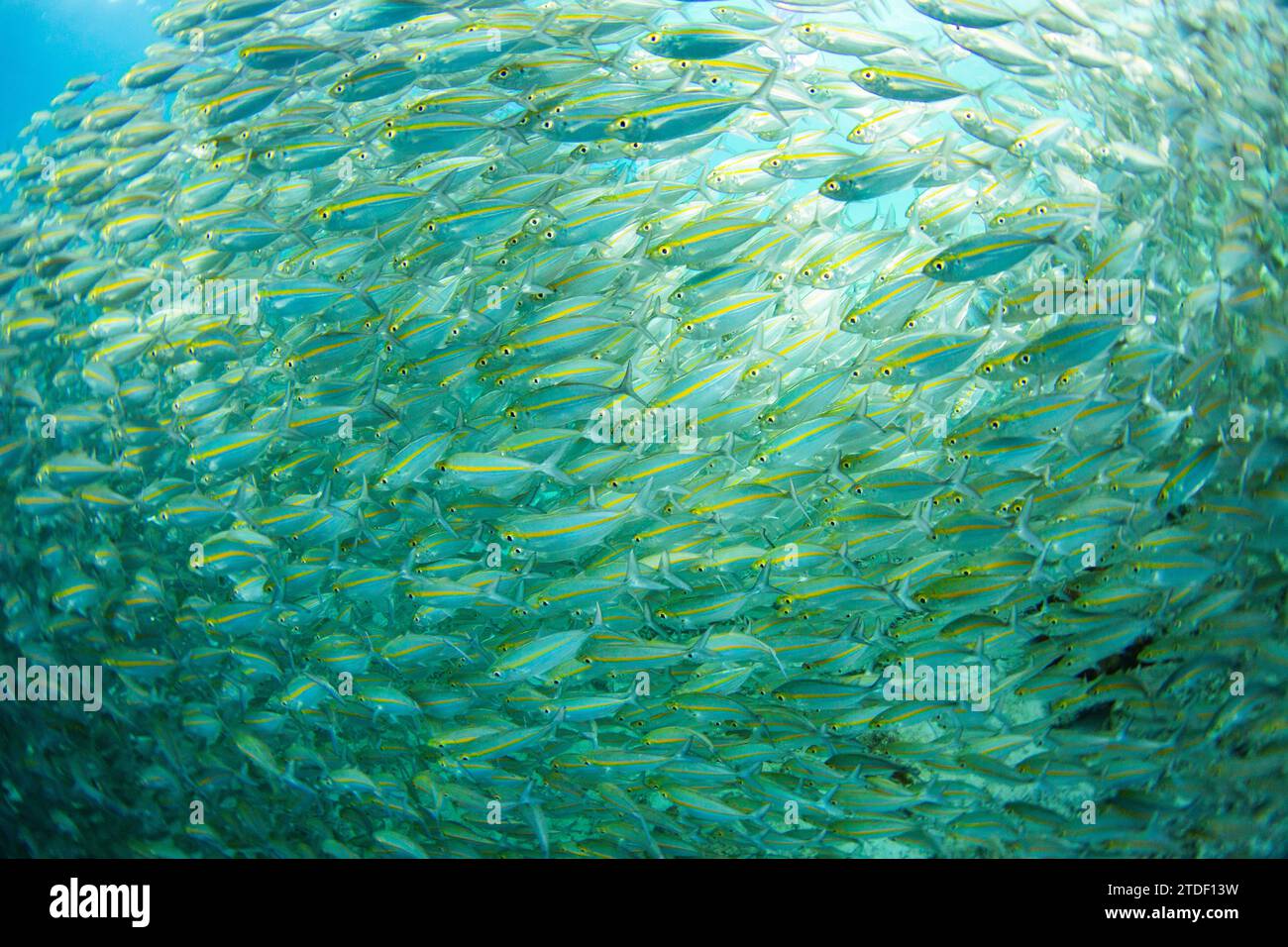 Adult bigeye snapper (Lutjanus lutjanus) schooling off Port Airboret ...