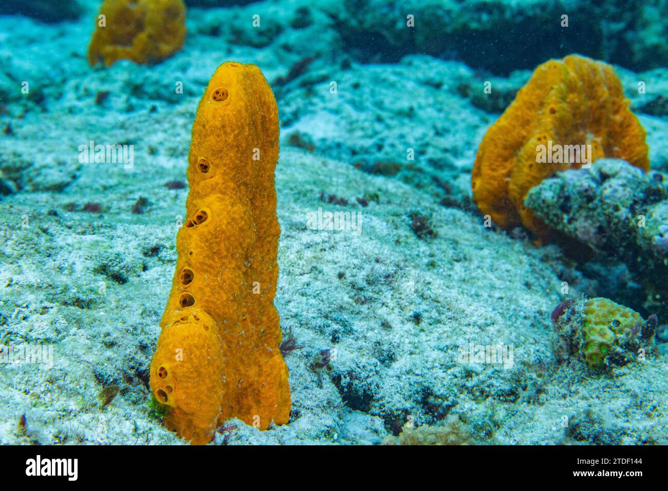 A sponge (Stylissa massa), on the reef at Arborek Reef, Raja Ampat ...