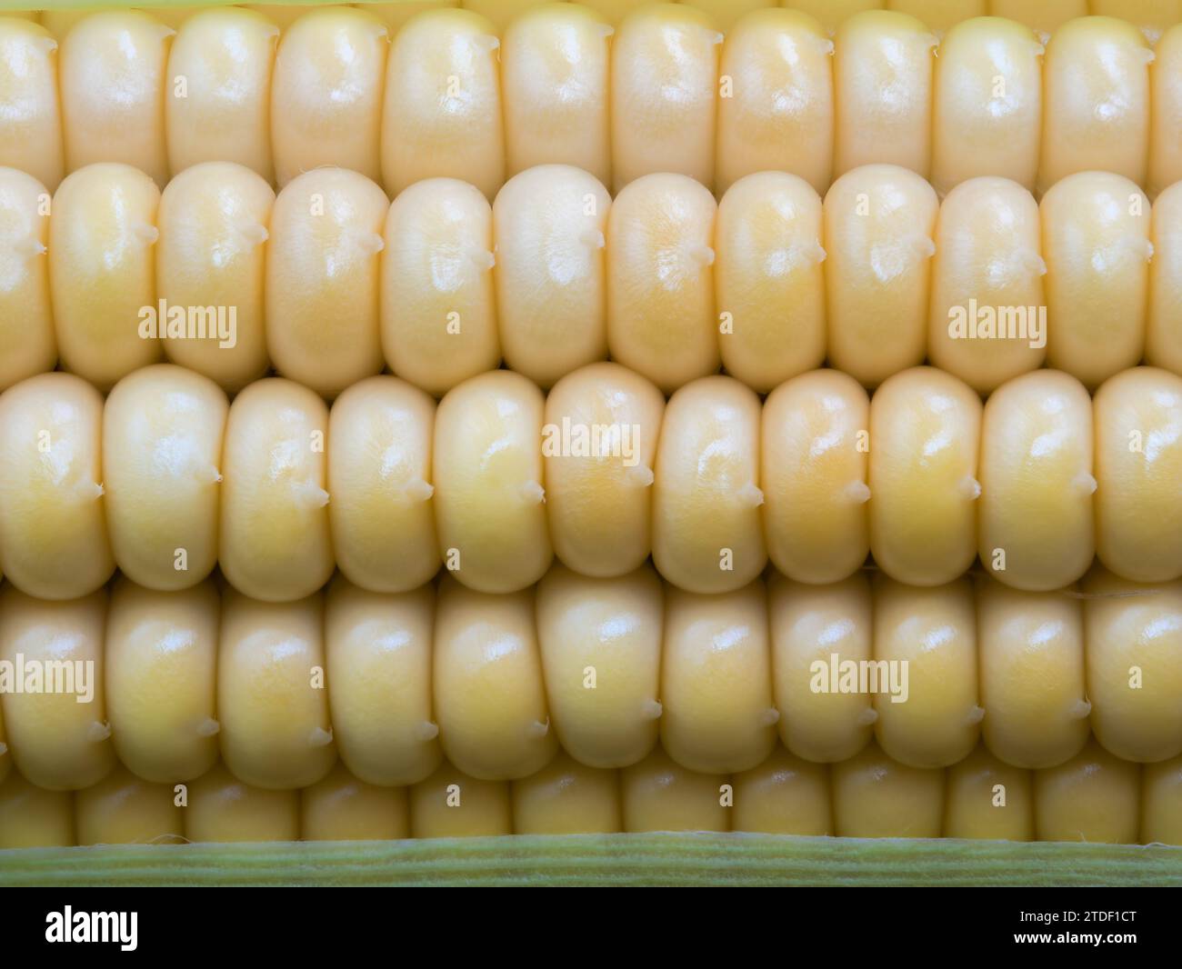 Macro photography of corn cob front view Stock Photo - Alamy