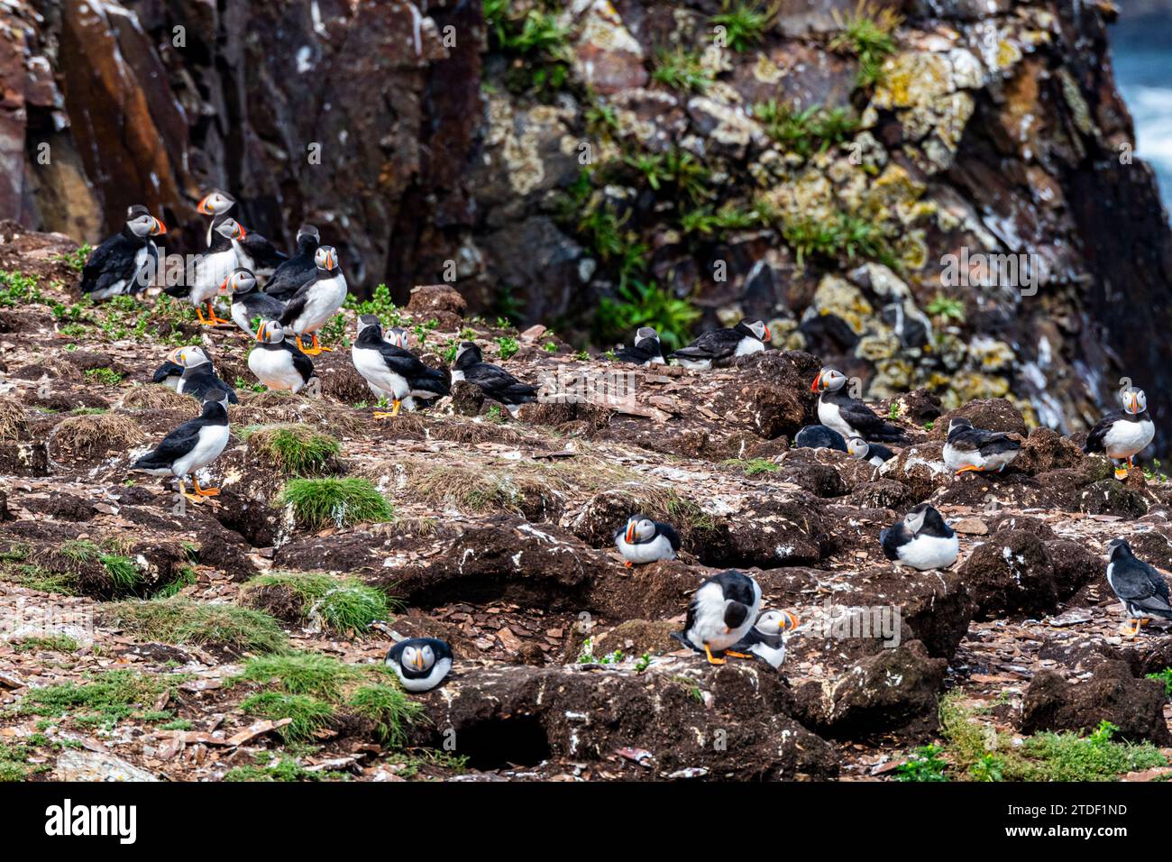Close up of Puffins, Puffin bird viewing site in Elliston, Bonavista ...