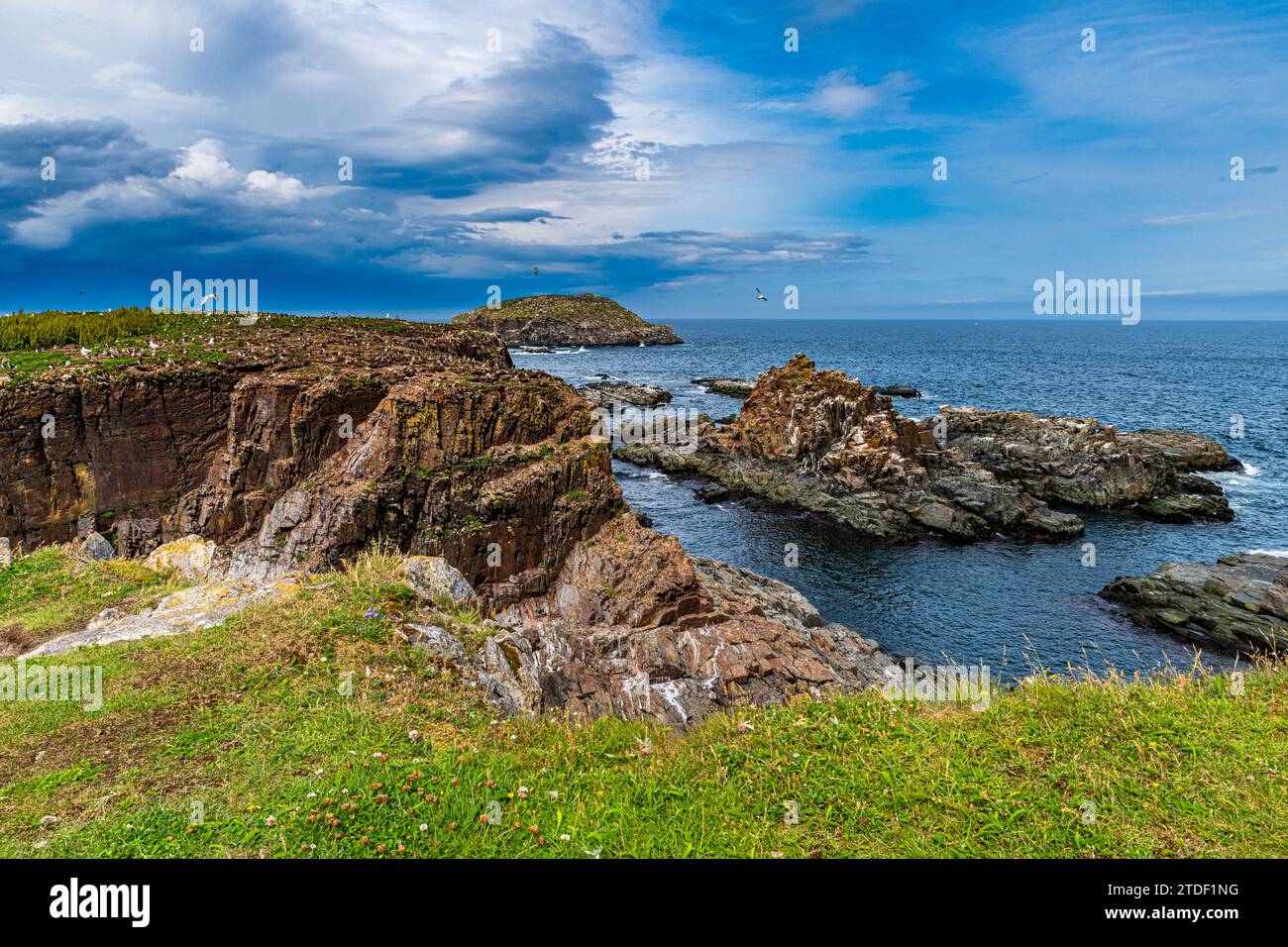 Puffin bird viewing site hi-res stock photography and images - Alamy
