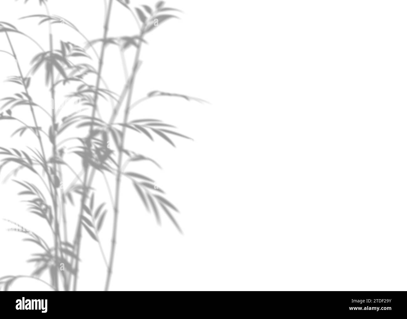 Shadow from bamboo, overlay effect. Realistic gray shadow on white ...