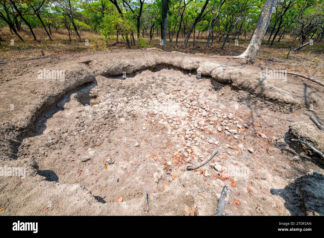 Feeding ground for the Giant sable antelope (Royal sable antelope ...