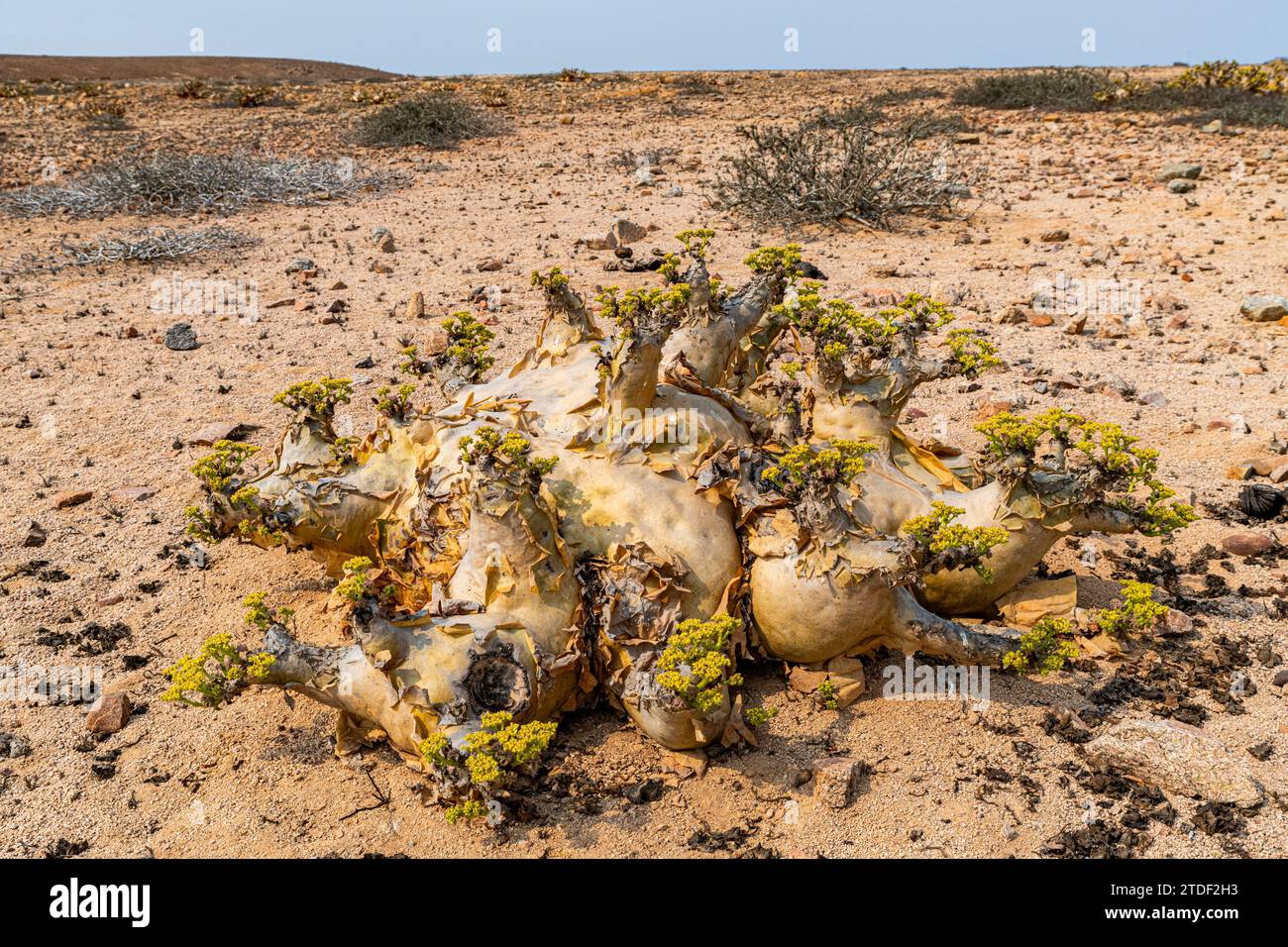 Welwitschia (Welwitschia mirabilis), Dombe Grande, Namibe, Angola ...