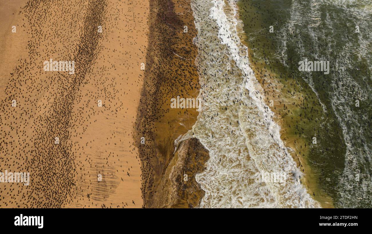 Aerial of massive numbers of Cormorants on the sand dunes along the Atlantic coast, Namibe ...
