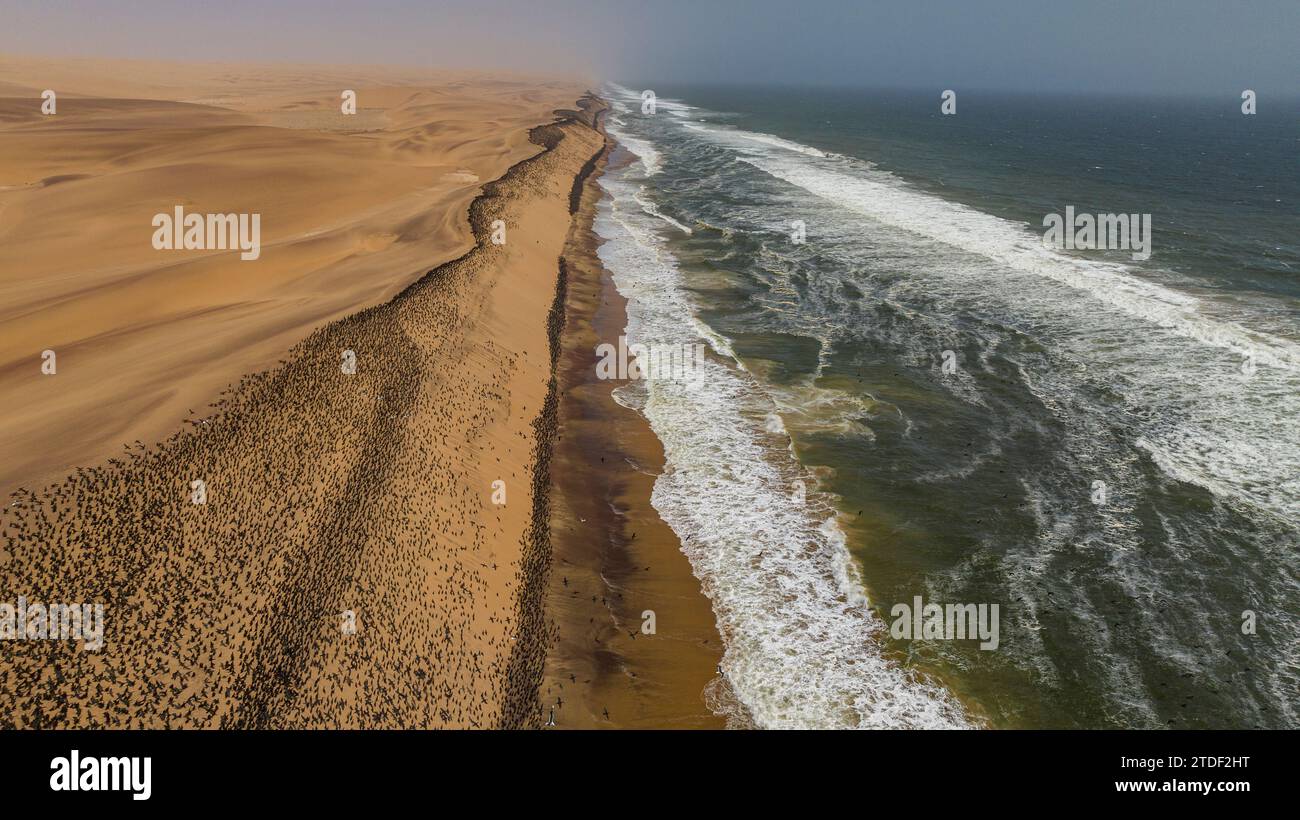 Aerial of massive numbers of Cormorants on the sand dunes along the ...