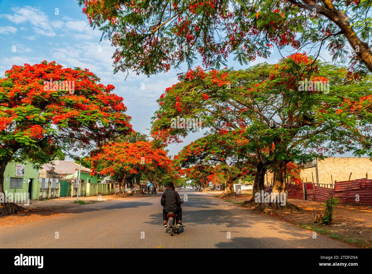Beautiful blooming trees in Luena, Moxico, Angola, Africa Stock Photo ...