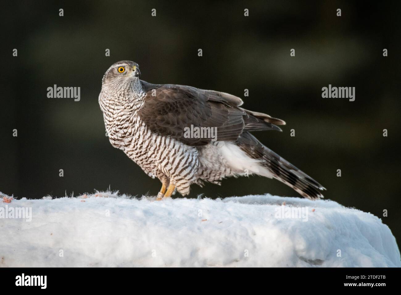 Goshawk (Accipiter gentilis), female, Finland, Europe Stock Photo - Alamy