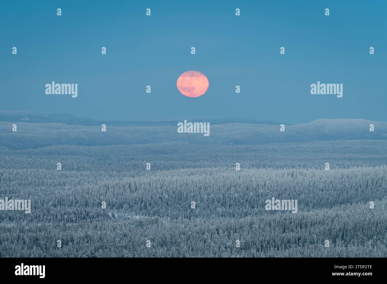 View from Kuntivaara Fell of full moon rising over the Taiga forests of ...