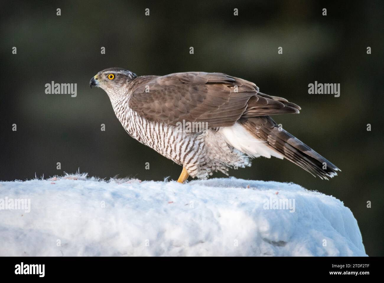 Female goshawk hi-res stock photography and images - Alamy