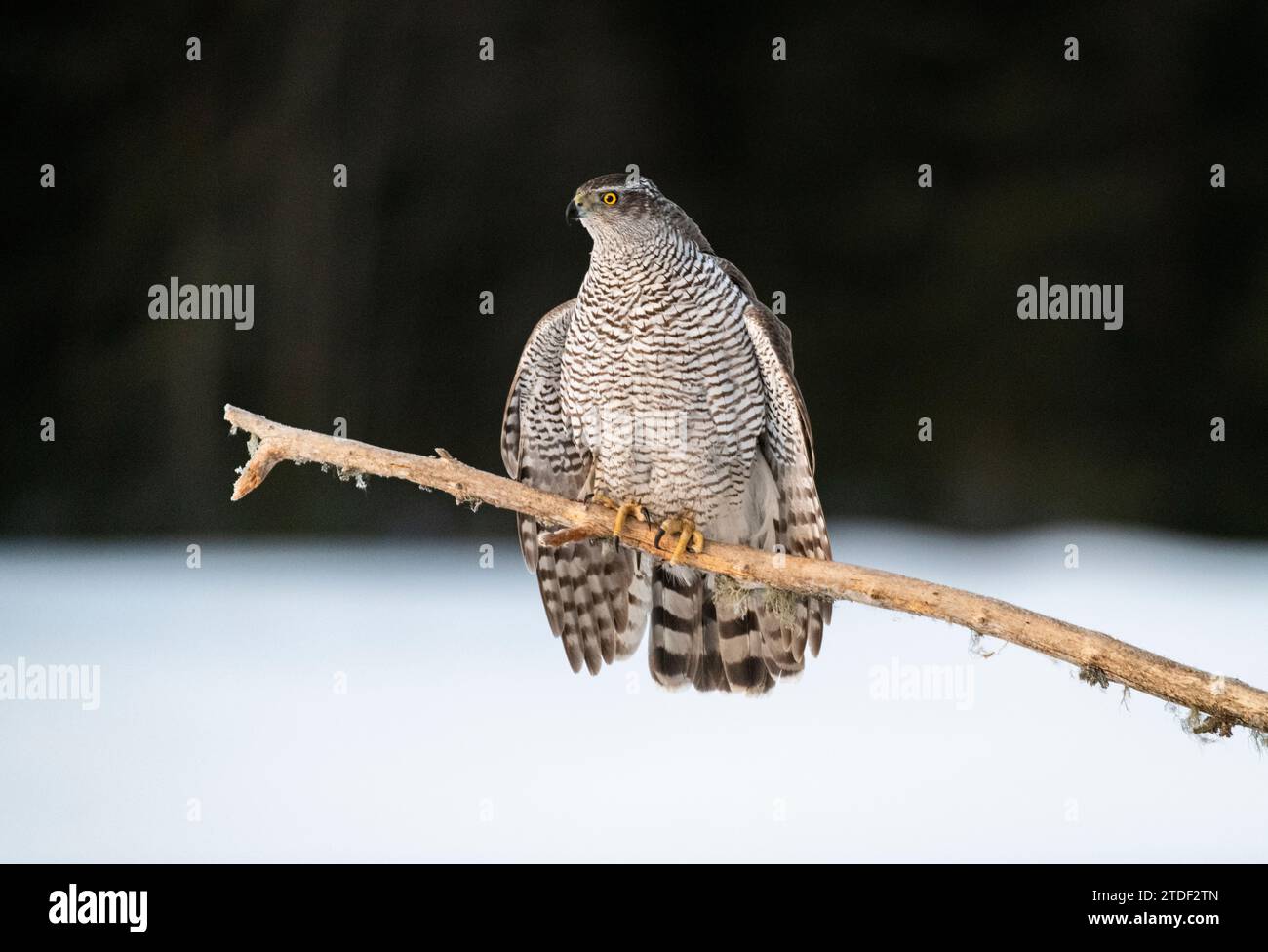 Goshawk (Accipiter gentilis), female, in a threatening posture, Finland ...