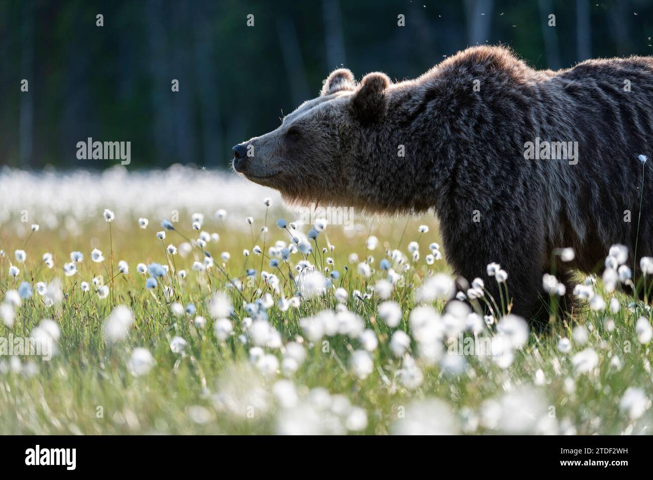 Eurasian brown bear (Ursus arctos arctos) in swamp filled with ...