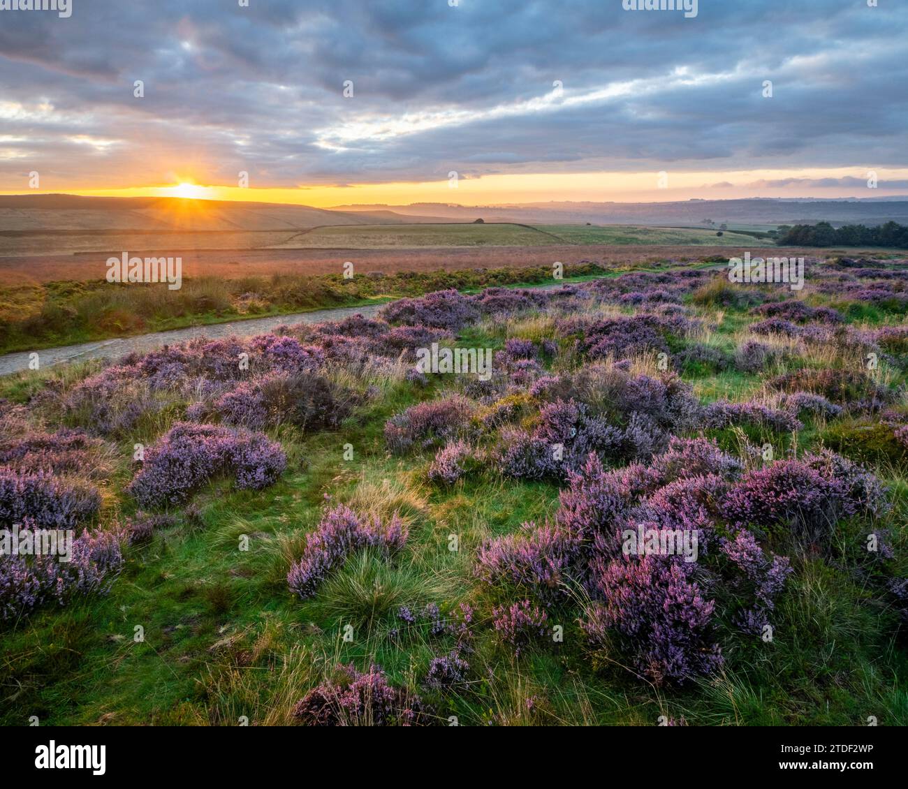 Ling heather (Calluna vulgaris) flowering on Curbar Gap at sunrise ...