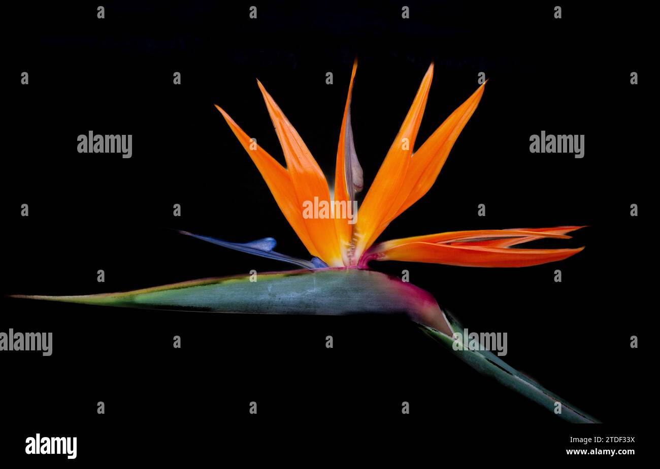 Bird of Paradise flower (Strelitzia Reginae), a perennial plant that ...