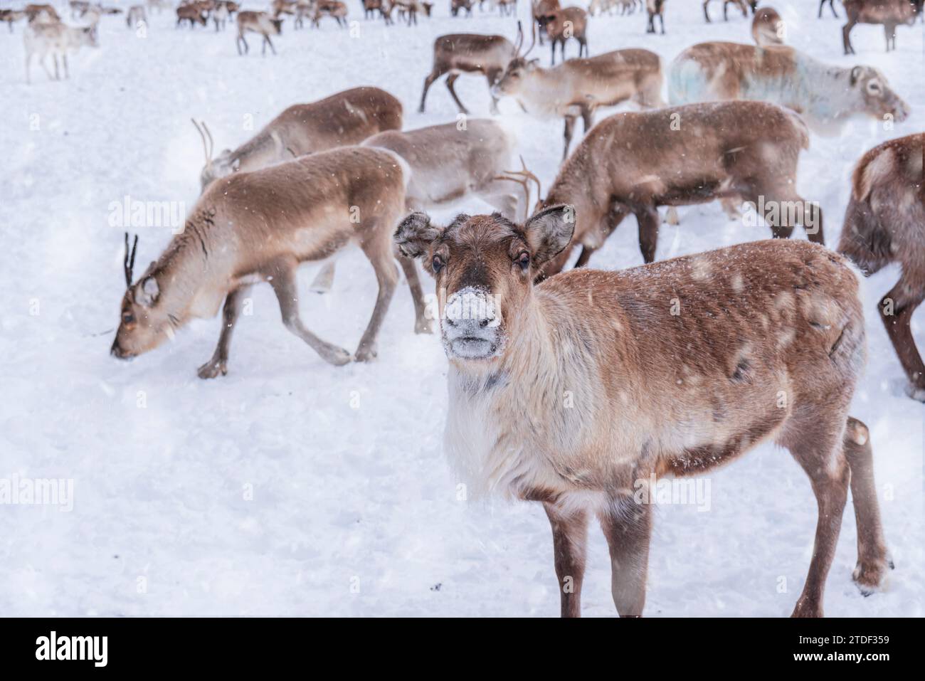 Reindeer in the white landscape under snowfall, Swedish Lapland, Sweden ...