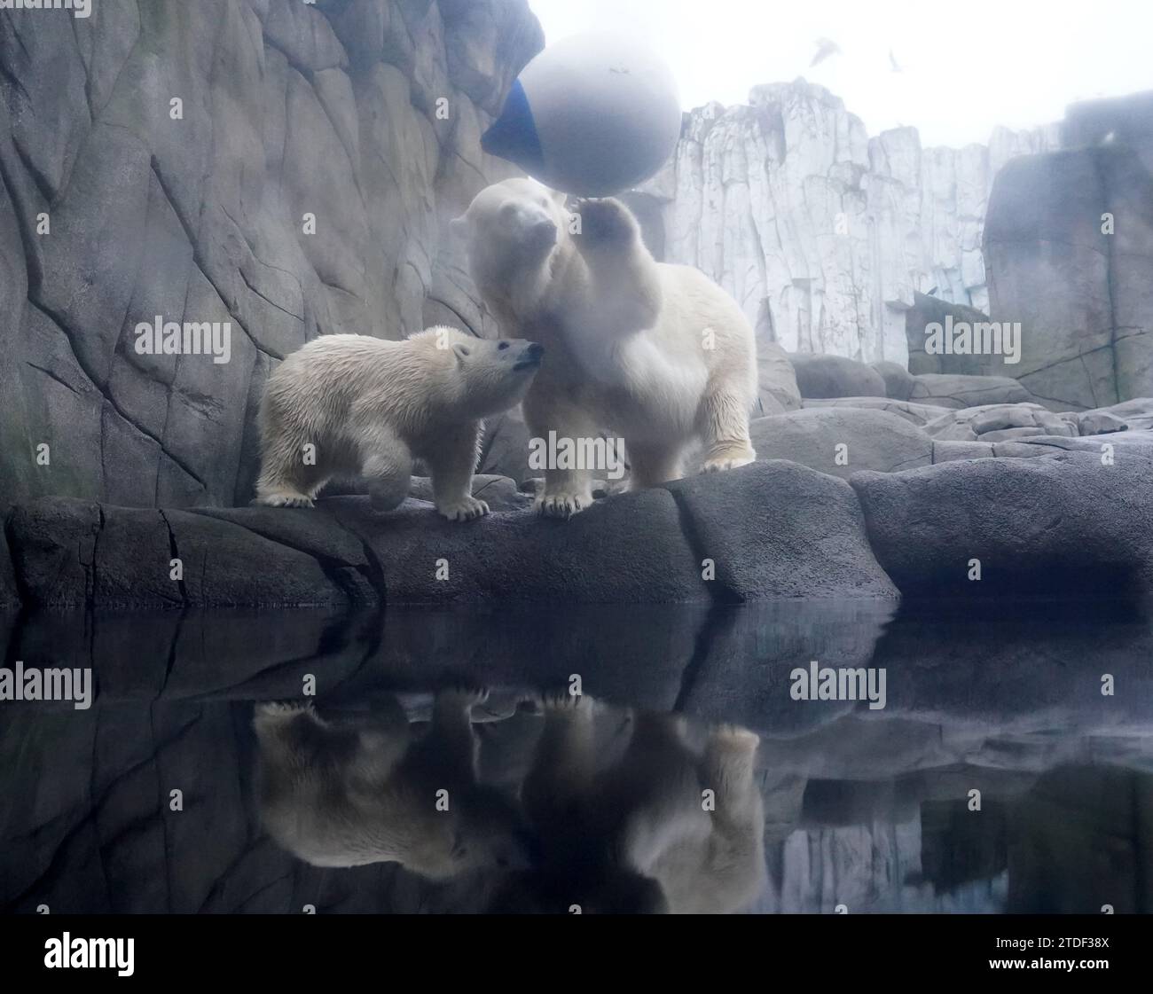 Hamburg, Germany. 18th Dec, 2023. Polar bear girl Anouk (l) plays with ...