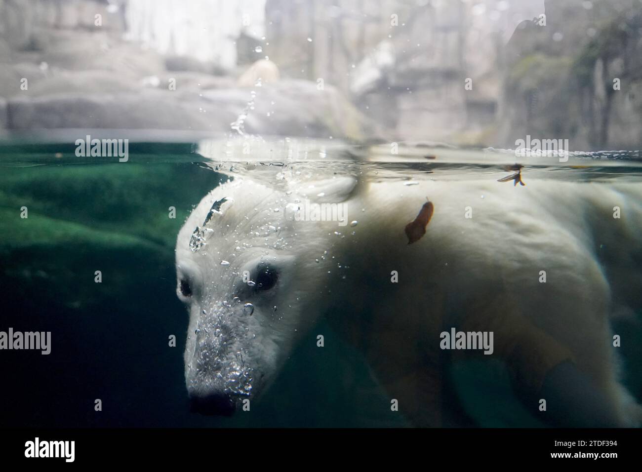 Hamburg, Germany. 18th Dec, 2023. Polar bear girl Anouk swims in the ...