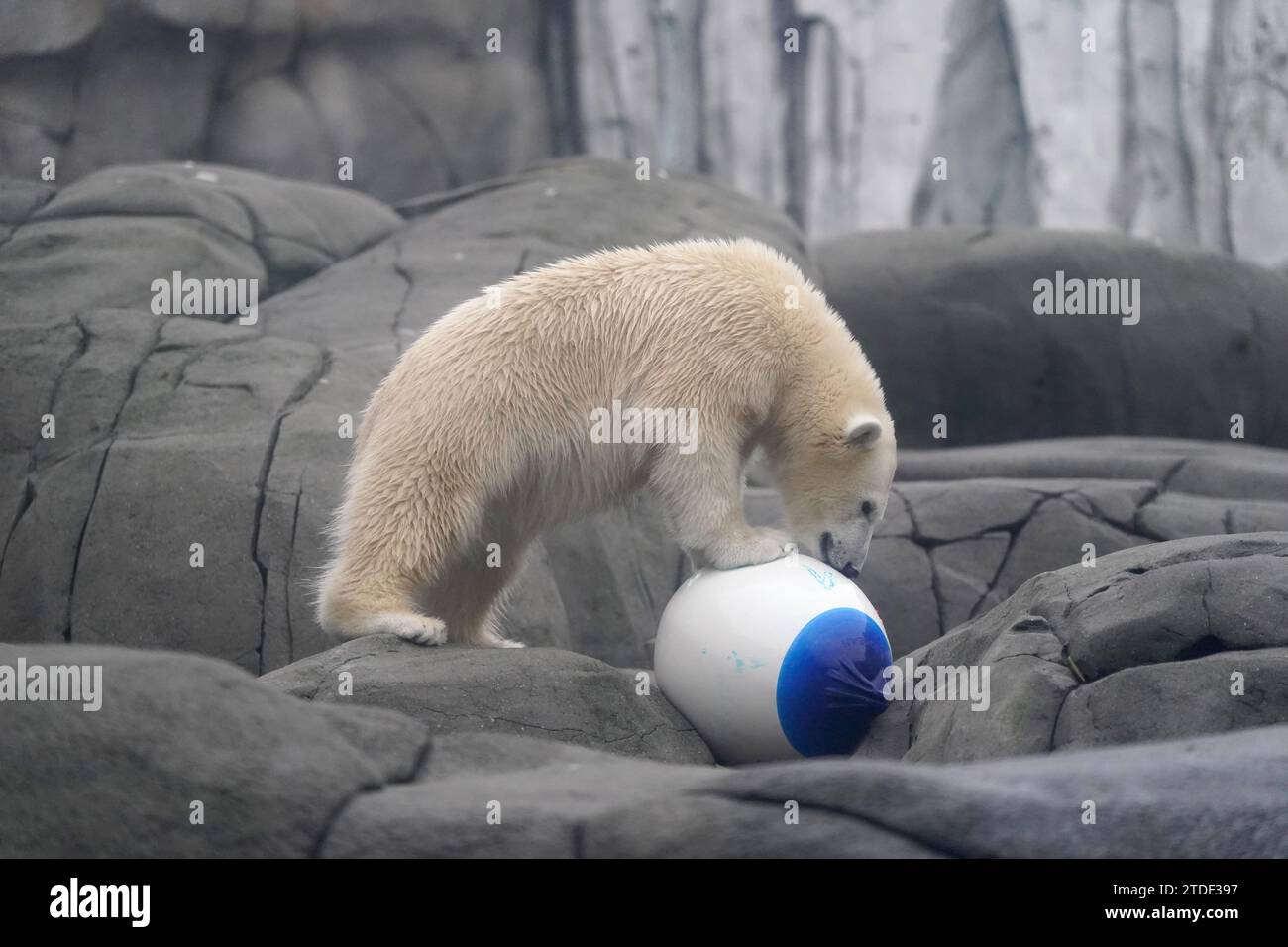 Hamburg, Germany. 18th Dec, 2023. Polar bear girl Anouk plays in the ...