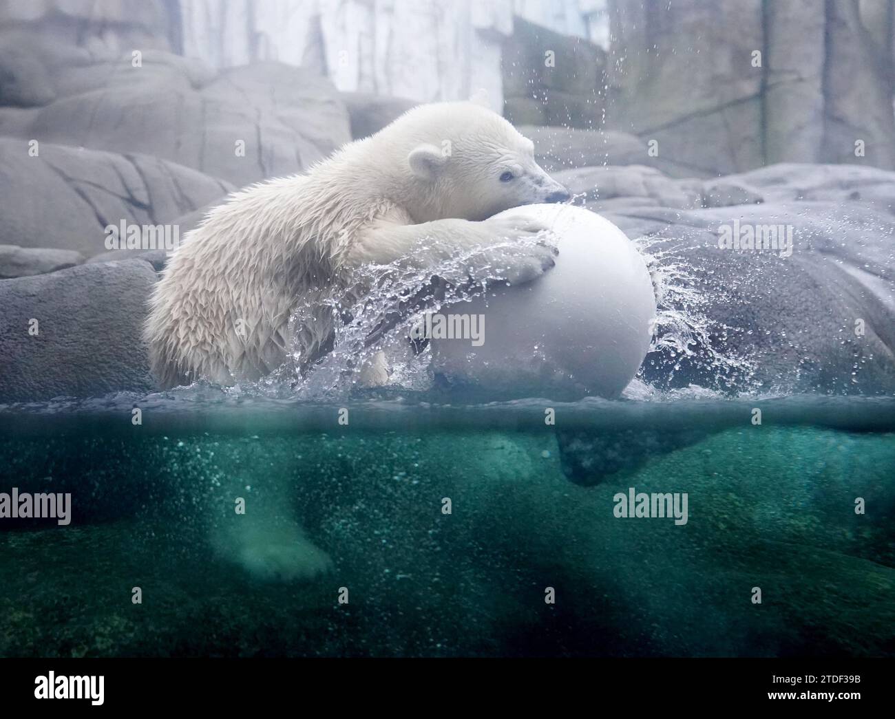 Hamburg, Germany. 18th Dec, 2023. Polar bear girl Anouk plays in the ...