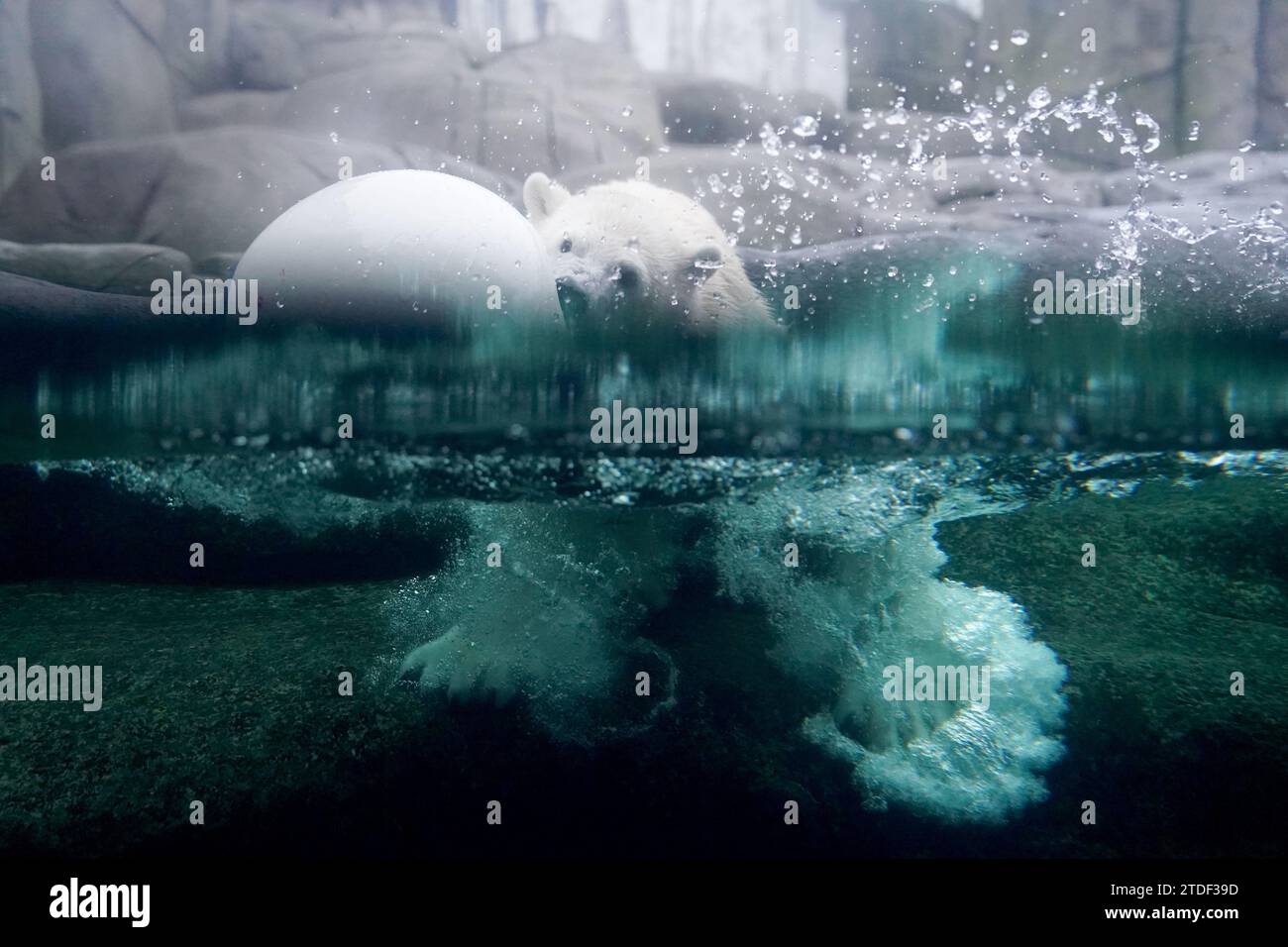 Hamburg, Germany. 18th Dec, 2023. Polar bear girl Anouk plays in the ...