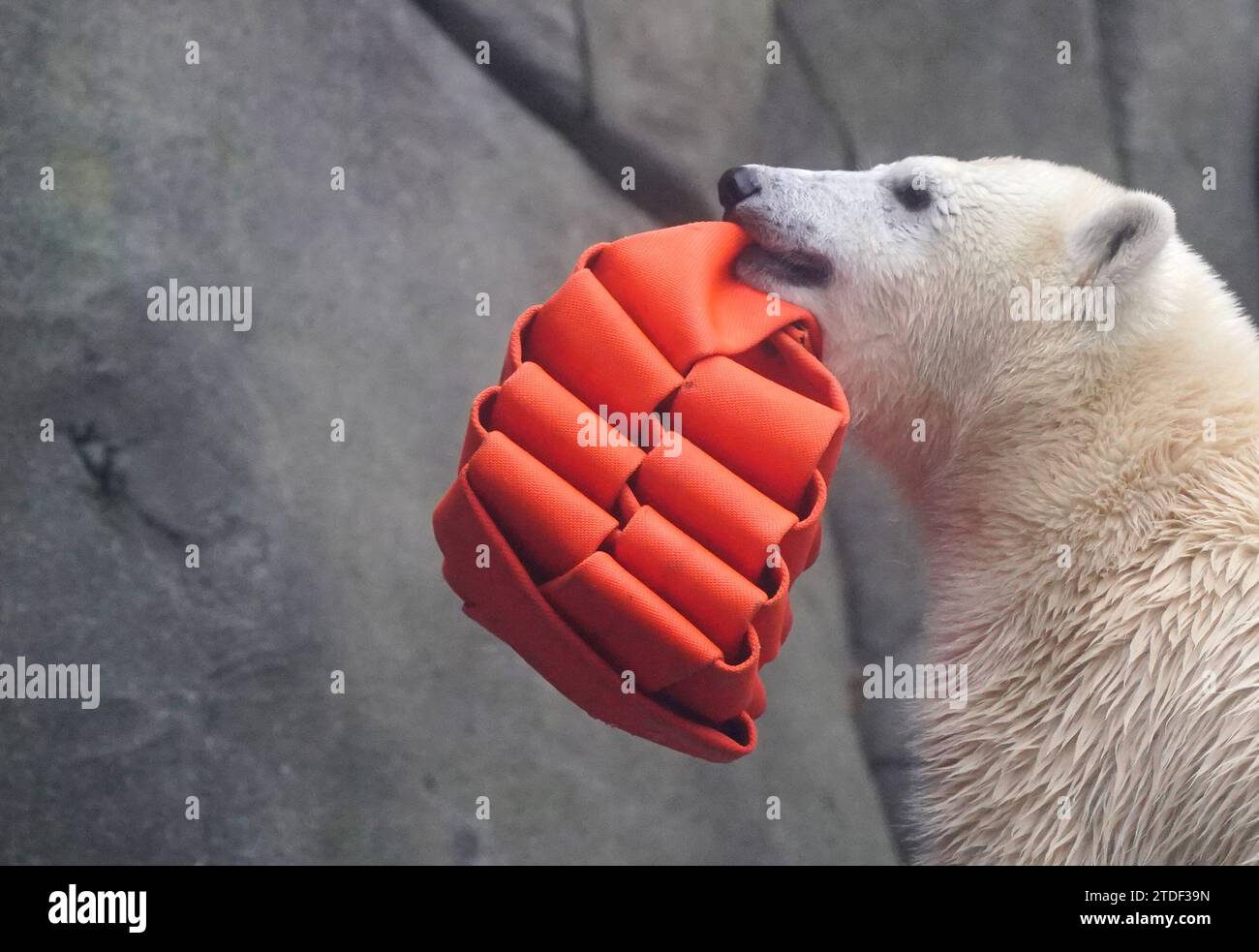 Hamburg, Germany. 18th Dec, 2023. Polar bear girl Anouk plays in the ...