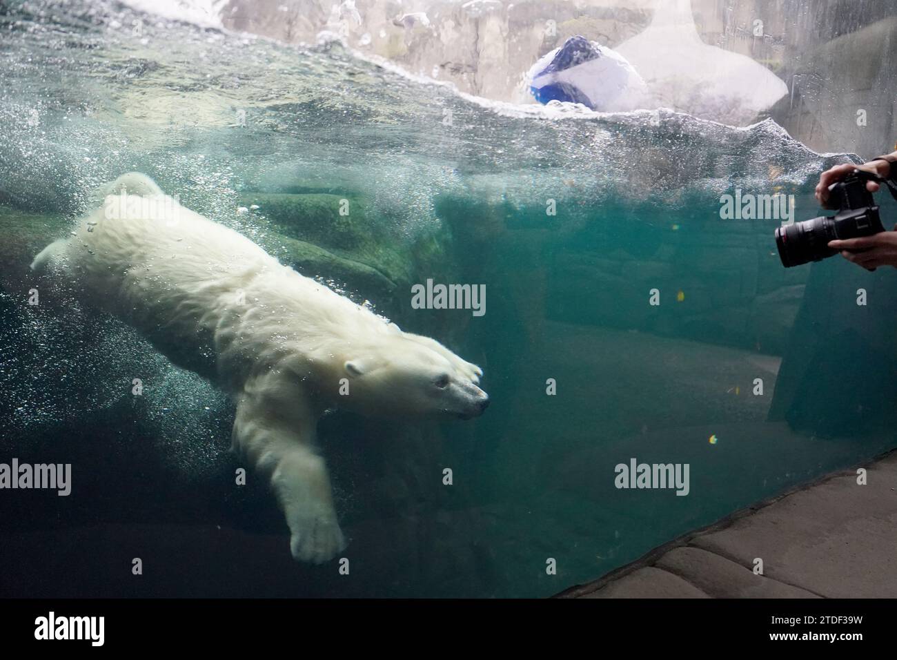 Hamburg, Germany. 18th Dec, 2023. Polar bear girl Anouk dives in the ...