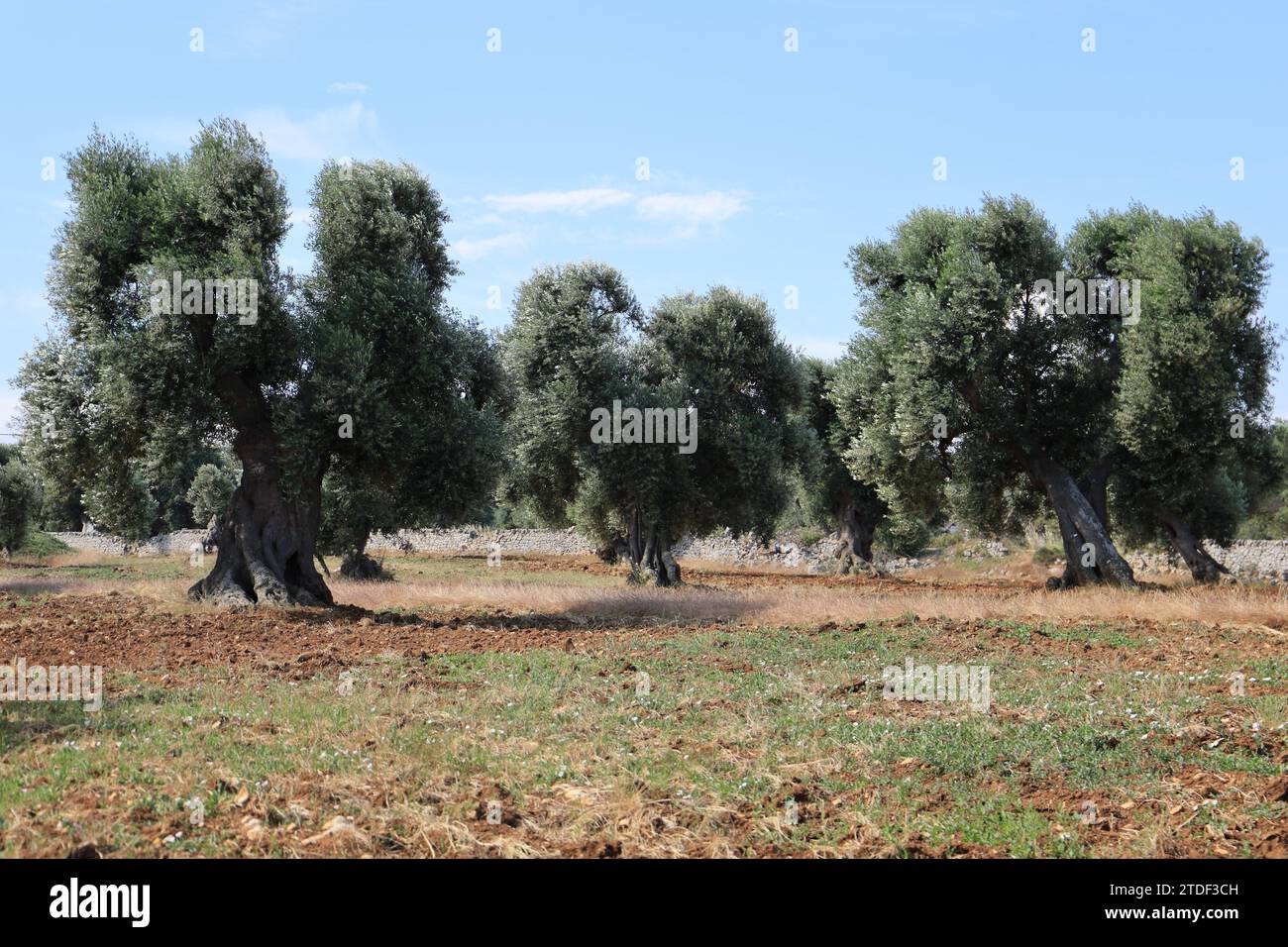 Old olive trees in the Apulia region, Italy, Europe Stock Photo - Alamy