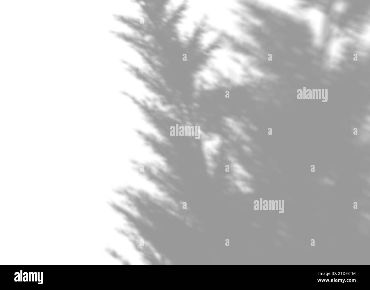 Shadow from pampas grass, overlay effect. Realistic gray shadow on ...