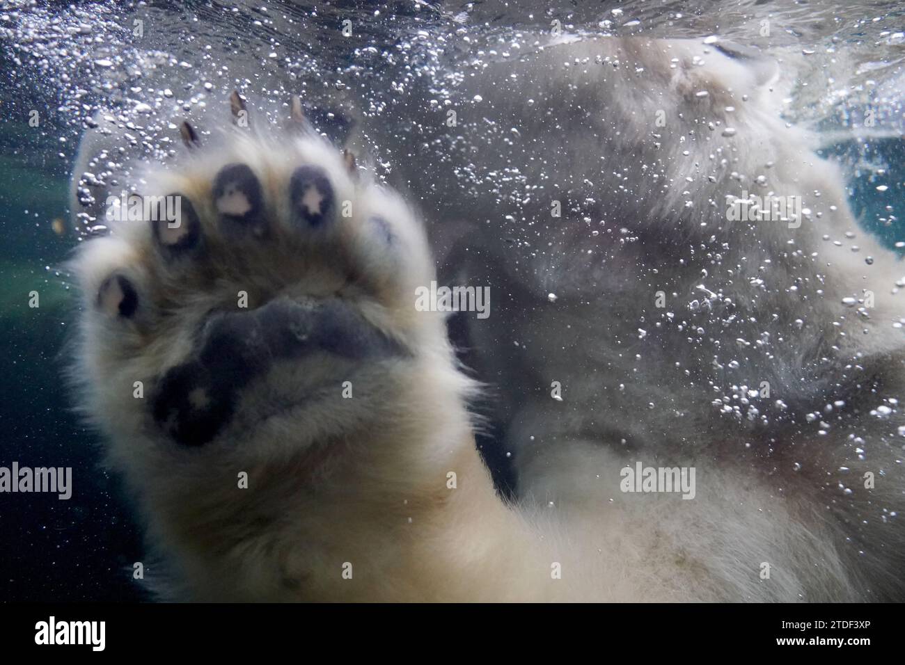 Hamburg, Germany. 18th Dec, 2023. Polar bear girl Anouk plays in the ...