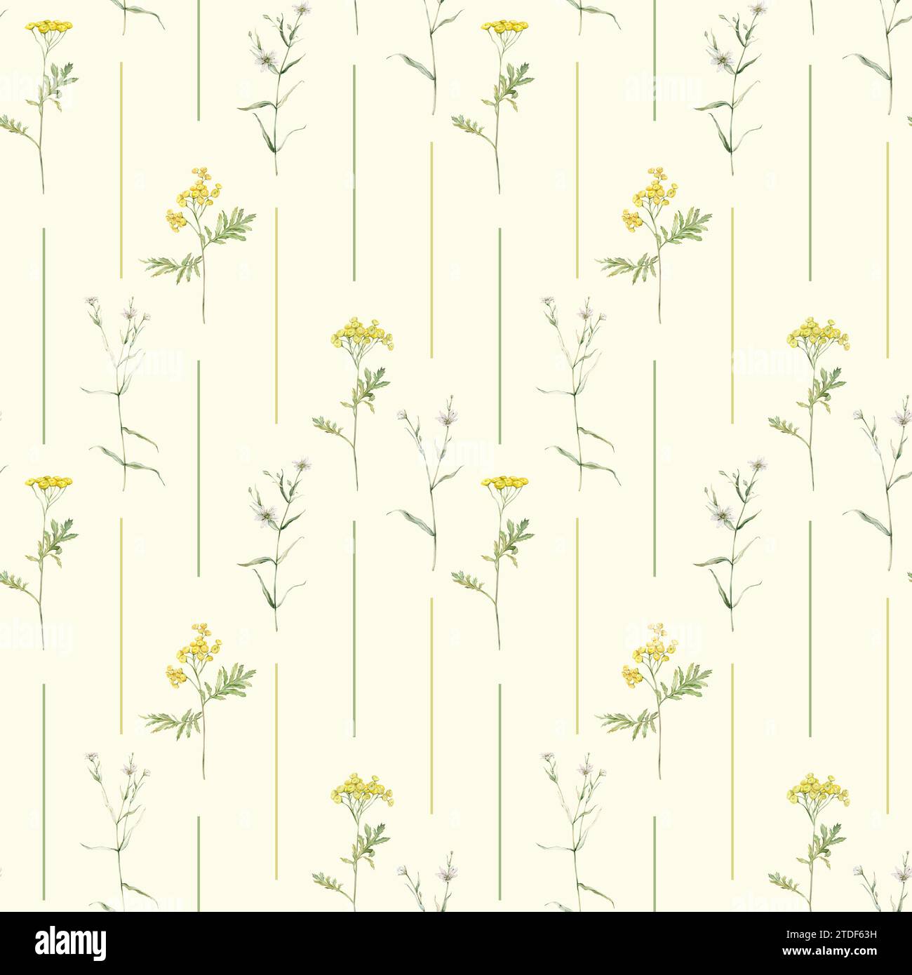 Seamless pattern watercolor common tansy. Yellow field flower. Hand ...